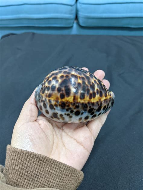 Tiger Cowrie Shell Natural Seashell Vintage Seashell Etsy