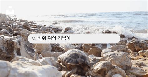 바위 위의 거북이 사진 Unsplash에서 무료 이미지 다운로드