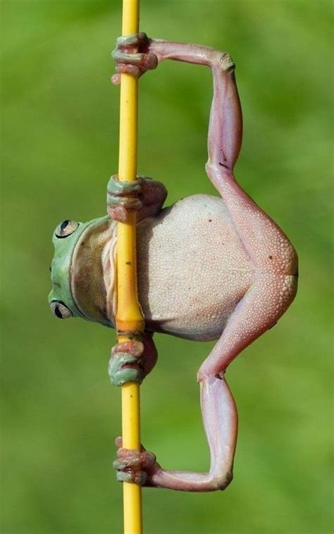 Cute Frog Photography Artofit