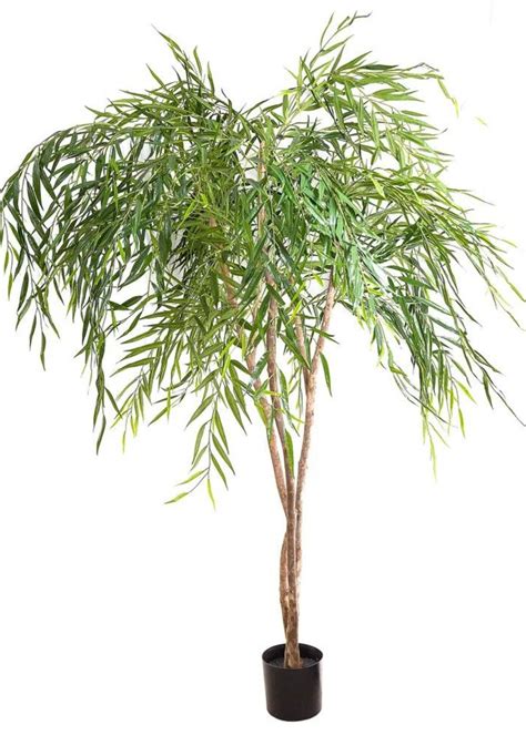 Willow Tree 1 8m Casa Noosa