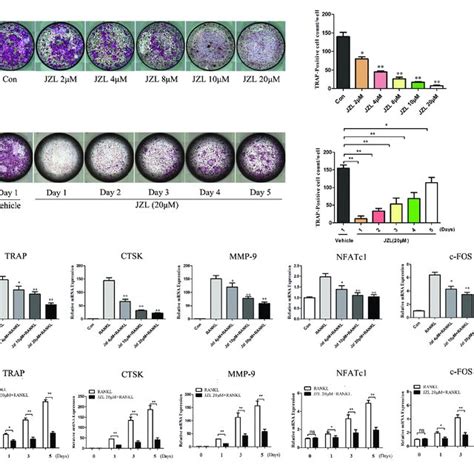 Schematic Representation Of Magl Regulates Rankl Induced Download Scientific Diagram