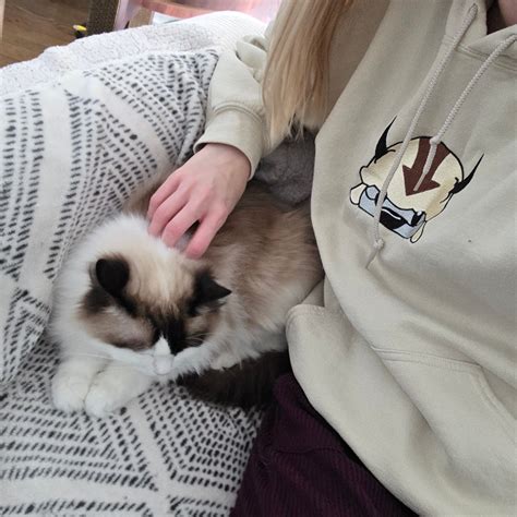 Eevee And Yoshi Ragdoll Eevee And Yoshi Ragdoll Cats