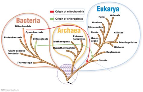 Evolution And Bioinformatics Micro Exam 3 Flashcards Quizlet