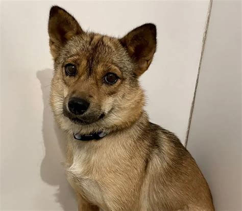 引っ込み思案で困り顔が「かわいい」と人気の保護犬 本当に困るのは、散歩の際のある習性だった｜まいどなニュース