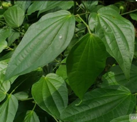 Wildcrfated Pepper Elder Herb Ancient Herbs Co