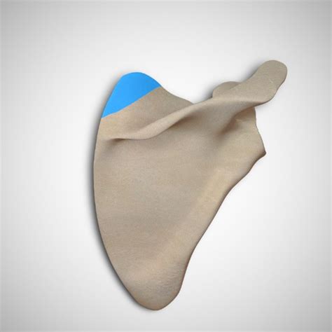 Levator Scapulae Attachments And Actions 3d Muscle Lab