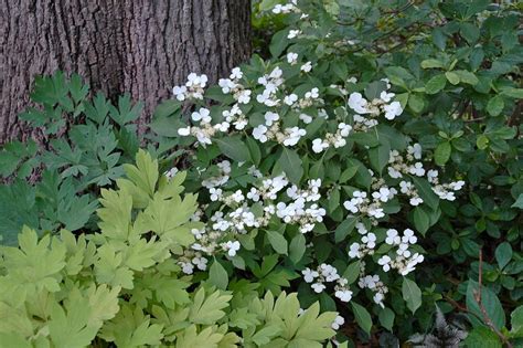 Hydrangea Hydrangea Chinensis In The Hydrangeas Database