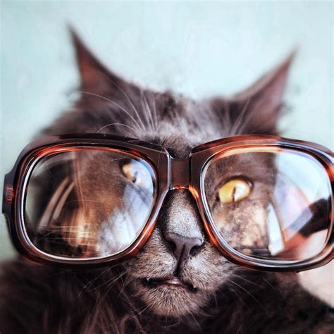 Premium Photo Close Up Of Cat Wearing Eyeglasses