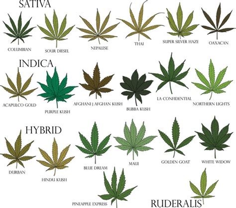 How To Draw A Hash Leaf