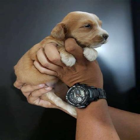 Vendo Hermosos Cachorros Cocker Spaniel Tienen 45 Dias De En Cali