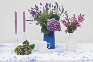 Cityline® Mars Bigleaf Hydrangea Hydrangea Macrophylla Proven Winners