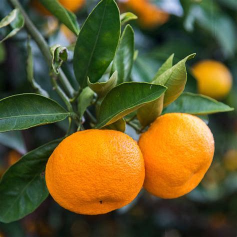Calamondin Orange Trees For Sale