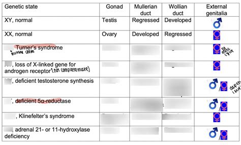 Reproductive Diagram Quizlet