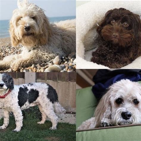 Cockapoo Cross Stitch Pattern Etsy Uk