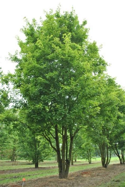 Types Of Trees With Multiple Trunks At Olivia Rochelle Blog