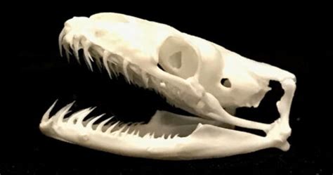 Do Ball Pythons Have Teeth Xyzreptiles