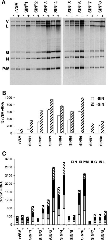 Viral Rna Synthesis In Bhk Cells A Cells Were Pretreated With Sin Download Scientific