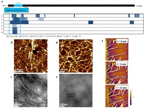 β Sheet Aggregation Predictions And Self Assembly Of Rh174 And 14p2 Download Scientific