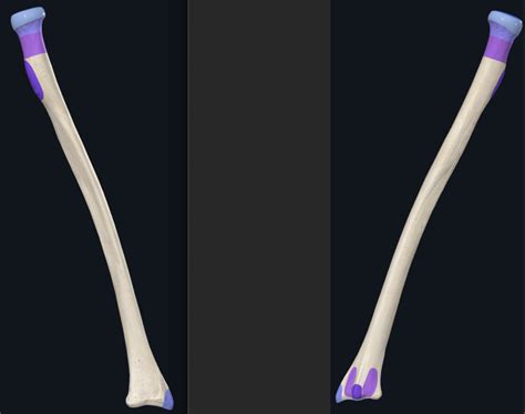 Radius Left Diagram Quizlet