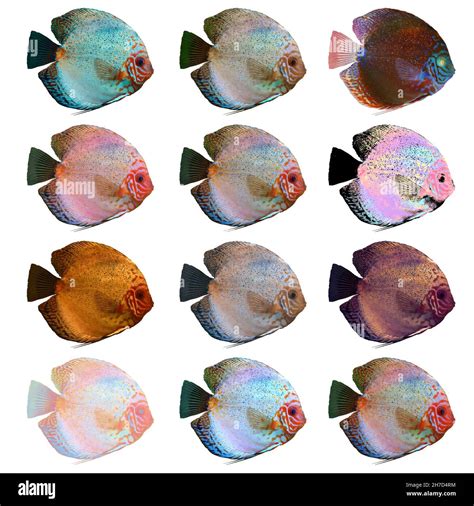 Digitally Enhanced Image Of 12 Color Variations Of Symphysodon