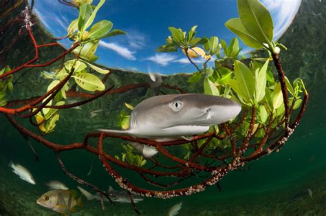 Shark Haven Biographic