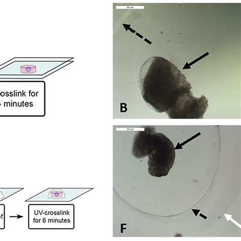 A Schematic Of Ovarian Tissue Encapsulation In Peg Pd B Ovarian