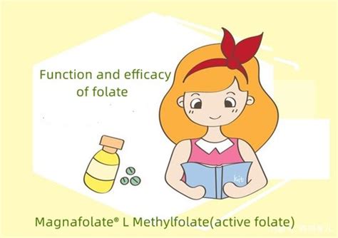 What Are The Functions Of Folate