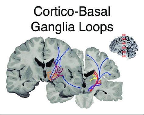 The Cortico Basal Ganglia Thalamus Motor Loop Contributes To