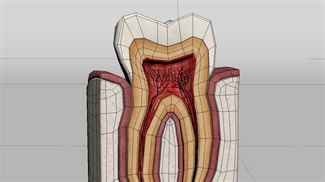 3d Model Tooth Dissection 3d Model Vr Ar Low Poly Cgtrader