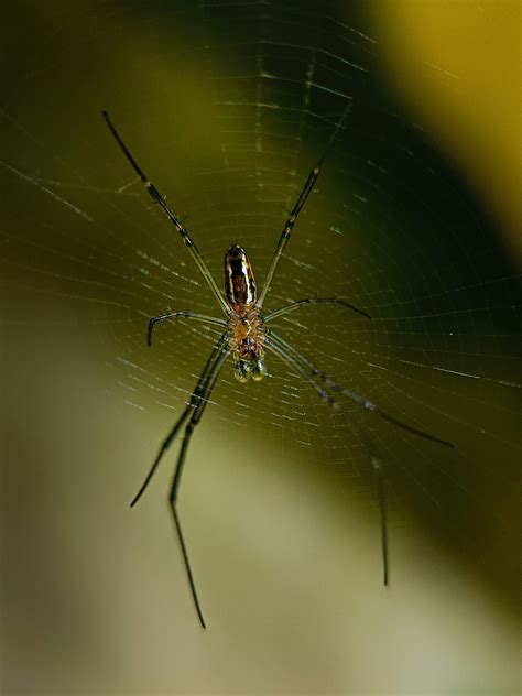 A Close Up Of A Spider On A Web Photo Free Philippines Image On Unsplash