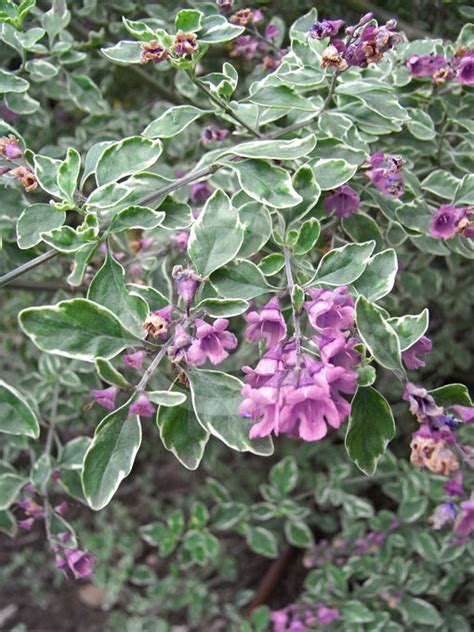 Prostanthera Ovalifolia Variegata Variegated Purple Mint Bush