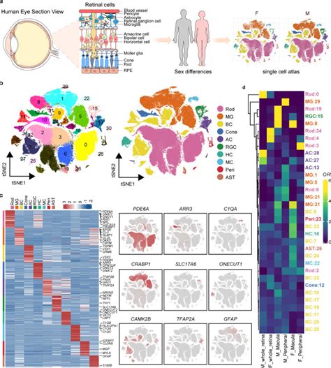 A Comprehensive Analysis Of Sex Biased Gene Expression In The Aging Human Retina Through A