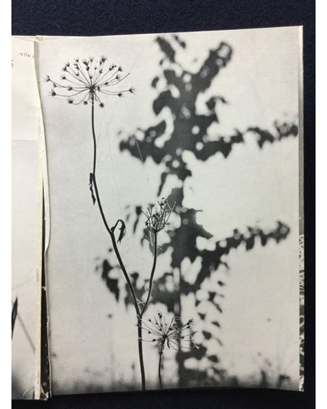 Peter Merom The Dew La Rosee 1960