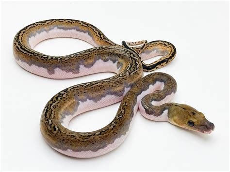 Pied Reticulated Python Traits Morphpedia
