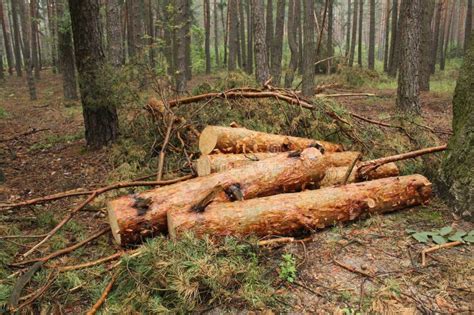 Illegal Logging Stealing Wood In The Forest Stock Image Image Of Wooden Wheel 364185035