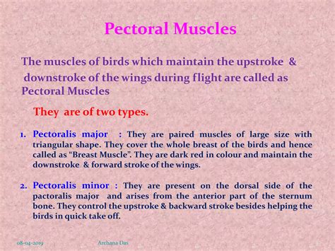 Flight Muscles Of Birds Pptx