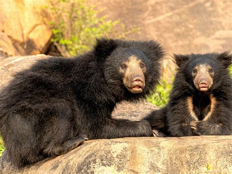 Bare Truth Why We Need To Save Our Sloth Bears Roundglass Sustain