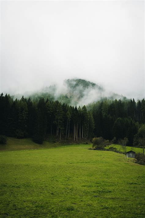 A Grassy Field With A Forest In The Background Photo Free Austria