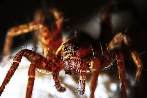 Premium Photo Large Spider In The Wild