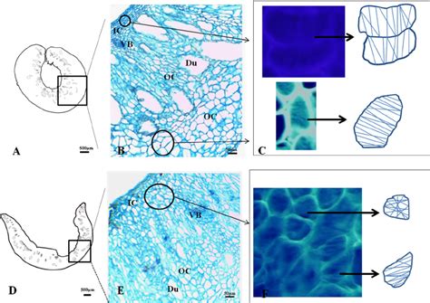 Diagrams Anatomy And Cellulose Microfibril Arrangement Of Mature And Download Scientific
