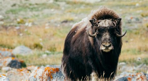 Musk Oxen Facts Arctic Wildlife Aurora Expeditions