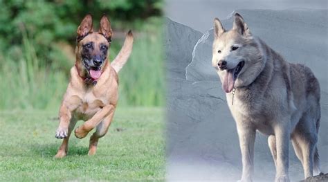 Belgian Shepherd Husky Mix