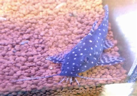 【ひごペットイズミヤ千里丘店】新入荷生体のお知らせ イズミヤショッピングセンター千里丘店