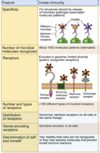 Lecture 4 Receptors Of The Innate Immune System Flashcards Quizlet