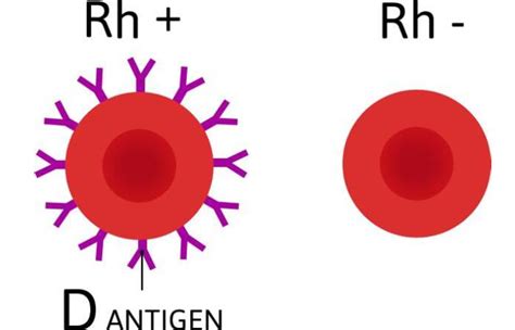 Apositive Blood Type Write For Us Guest Post Contribute And Submit