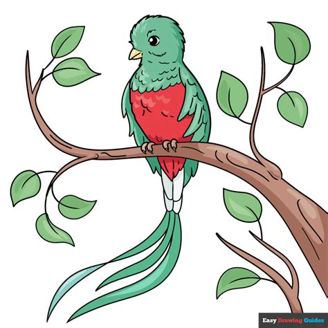 Quetzal Drawing Realistic