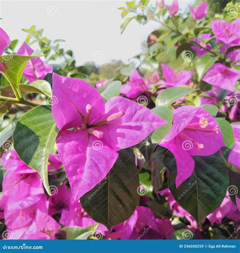 Brightly Planted Paper Flowers Or Bougainvillea That Are Suitable In