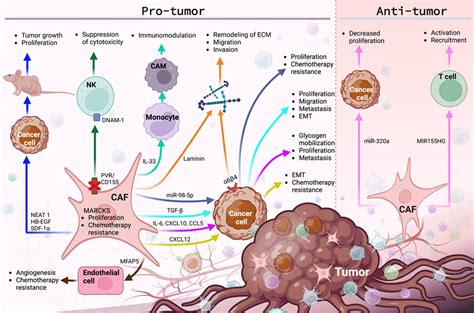The Main Molecular Functions And Cellular Events Exerted By Cafs In The