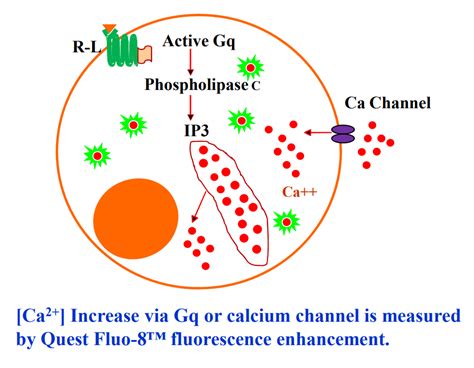 Calcium Assay Method At Indiana Mulquin Blog