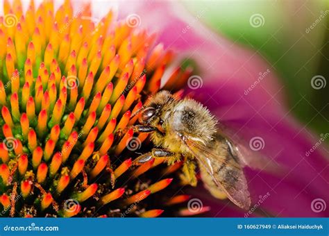 The Bee Pollinates The Flower Echinacea Pollination Stock Image